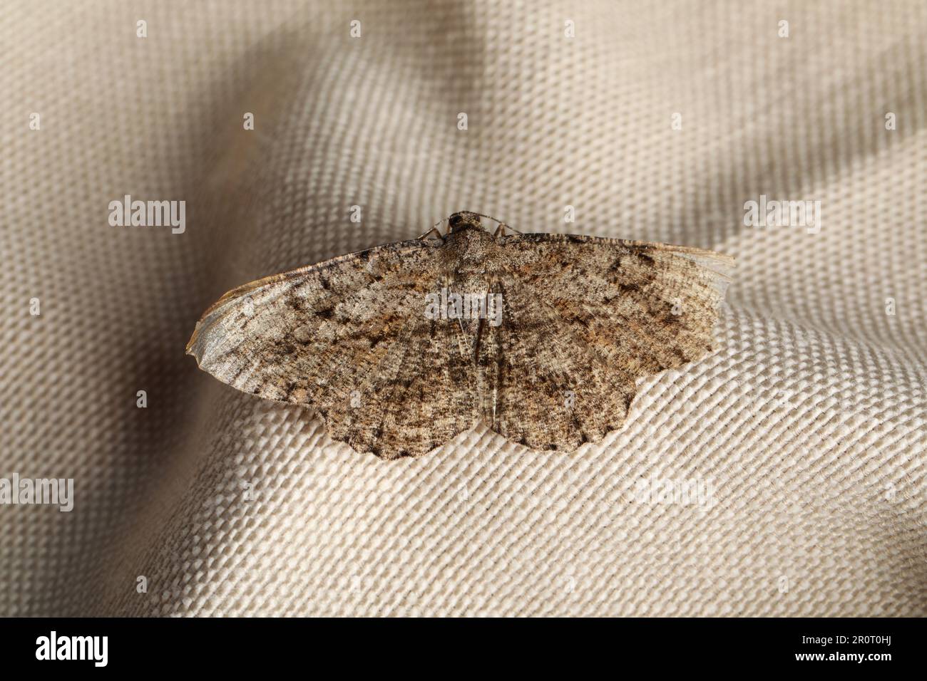 Mottled beauty alcis repandata hi-res stock photography and images - Alamy
