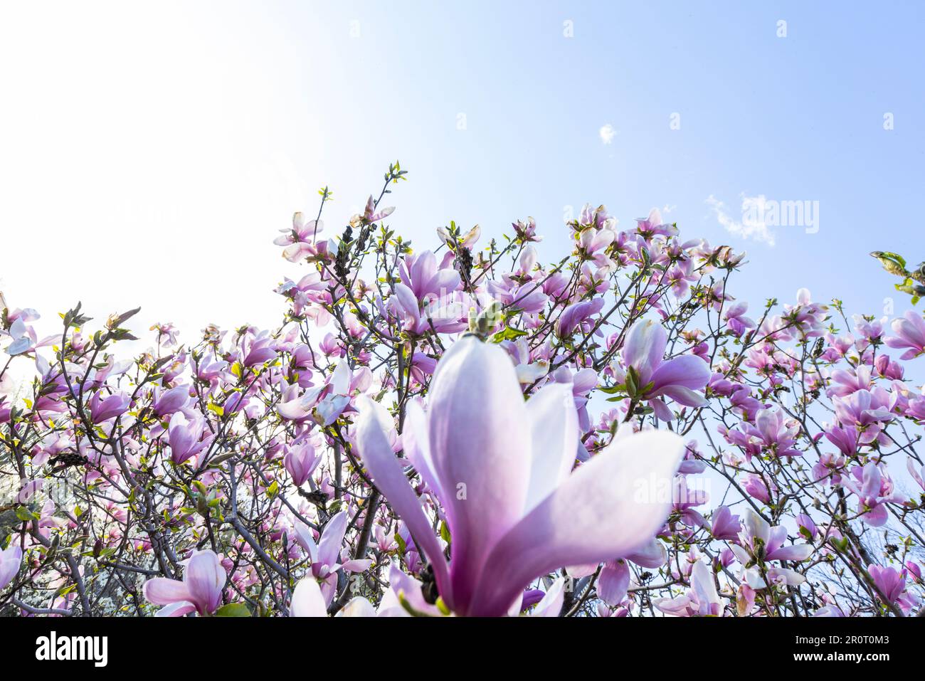Magnolia x soulangeana Alexandrina in flowers Stock Photo - Alamy