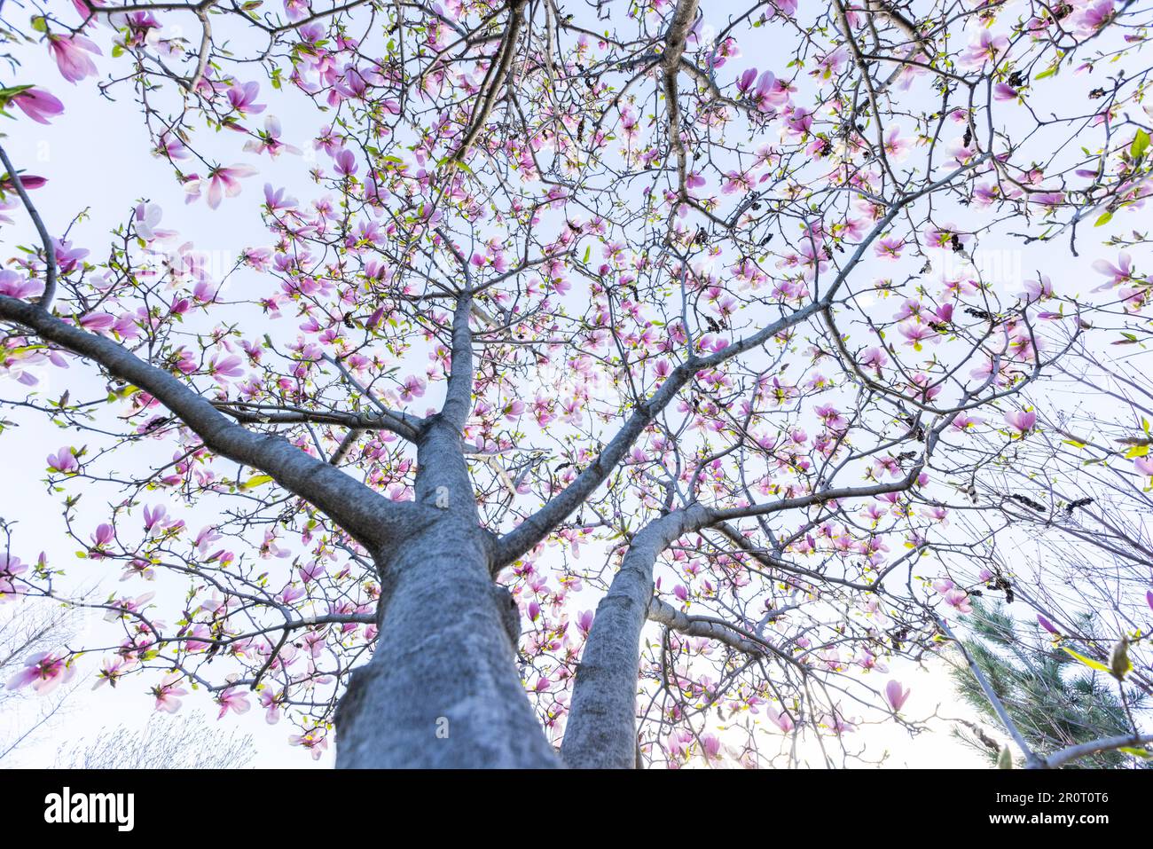 Giant magnolia tree hi-res stock photography and images - Alamy