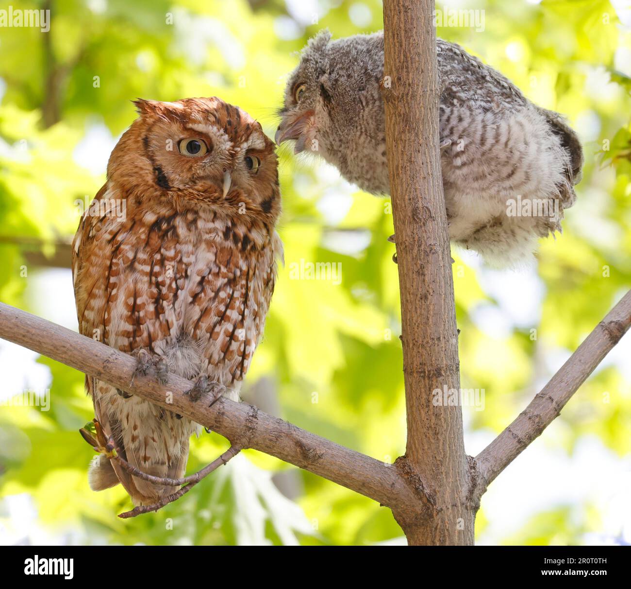 Eastern screech owl mother and baby perched on a tree branch, Quebec ...