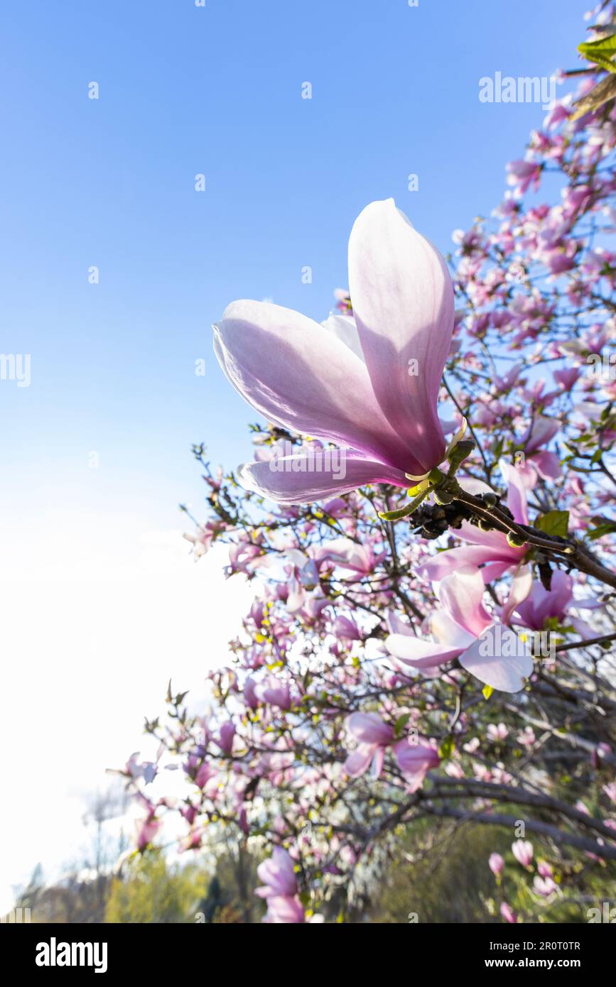 Magnolia x soulangeana Alexandrina in flowers Stock Photo - Alamy