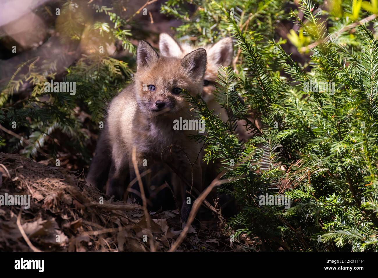 Cute babies fox in spring Stock Photo - Alamy