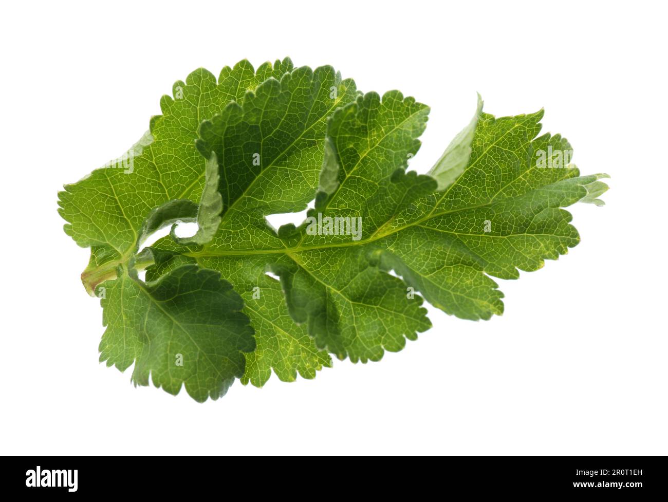 Fresh green parsnip leaf isolated on white Stock Photo - Alamy