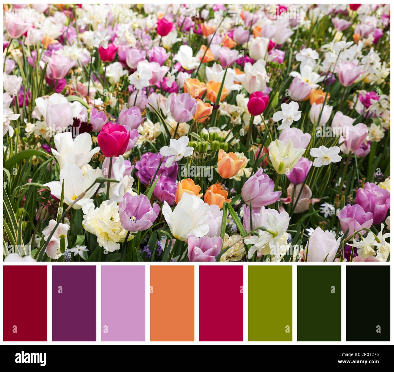 Many beautiful different flowers and color palette. Collage Stock Photo ...
