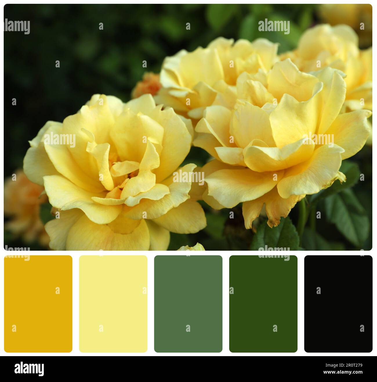 All yellow paint scheme Cut Out Stock Images & Pictures - Alamy