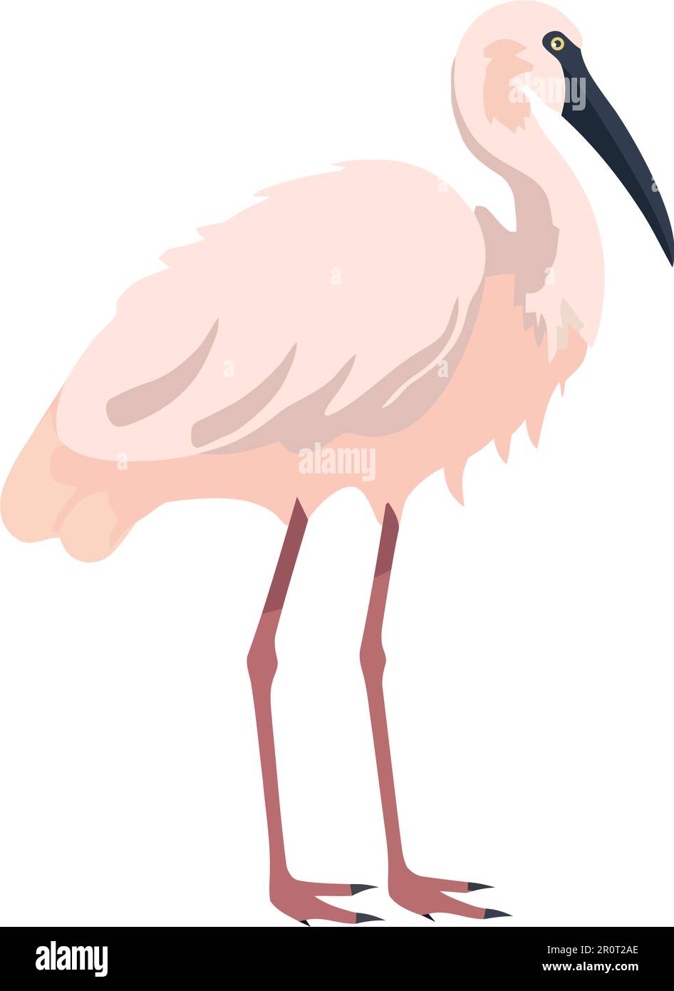 ibis bird on white background Stock Vector Image & Art - Alamy