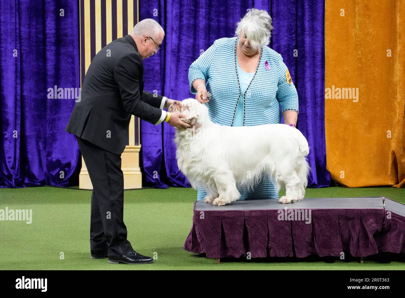 James, a Clumber spaniel, competes in the sporting group during the ...
