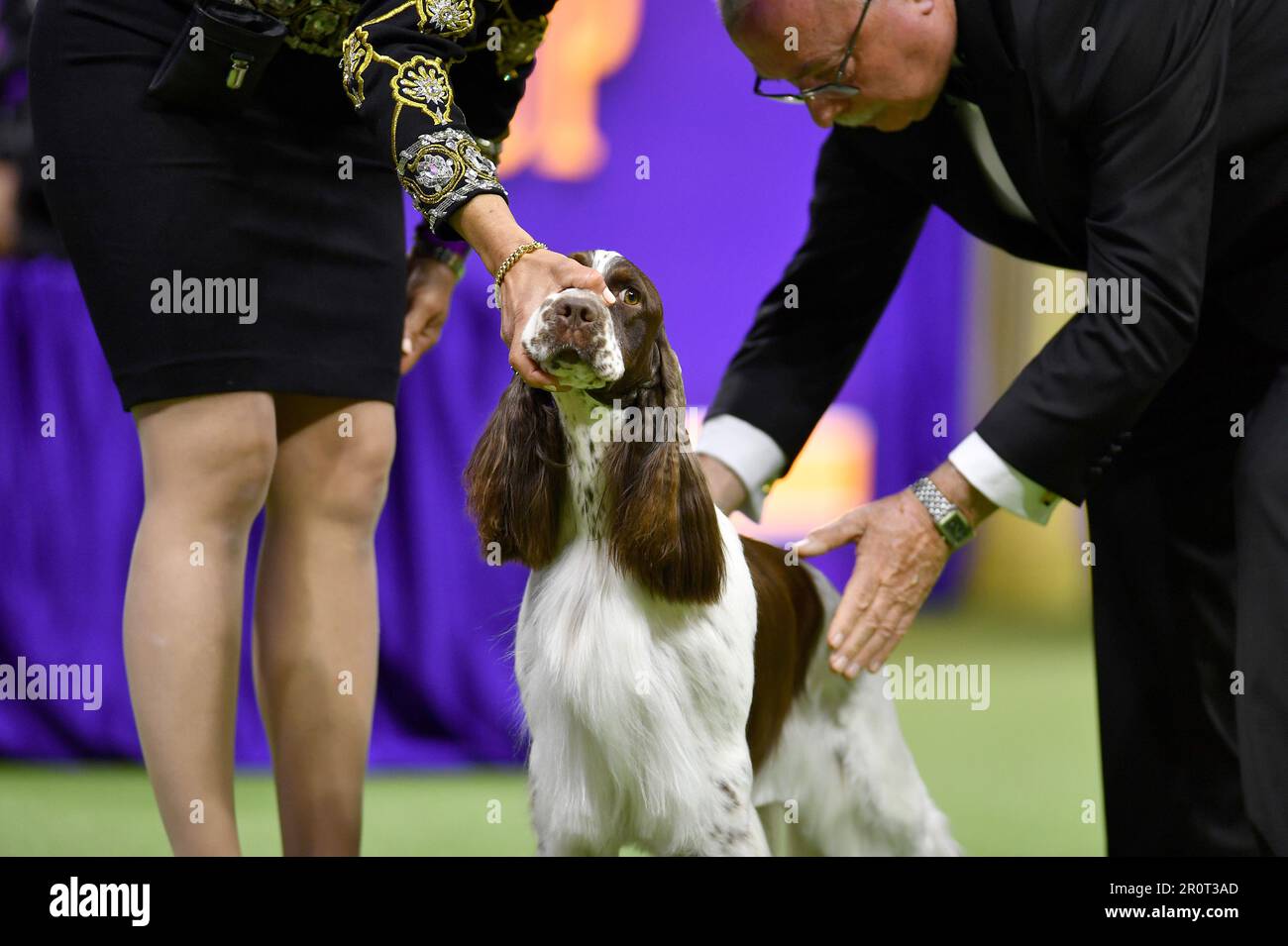 New York, USA. 09th May, 2023. English Springer Spaniel named ‘Chanel ...