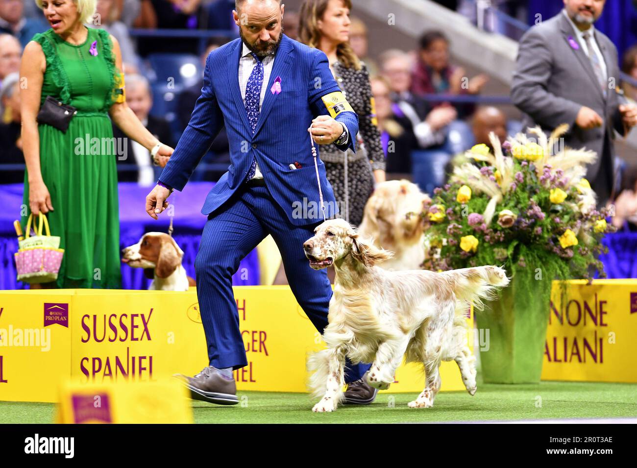 New York, USA. 09th May, 2023. An English Setter named ‘Cider' wins ...