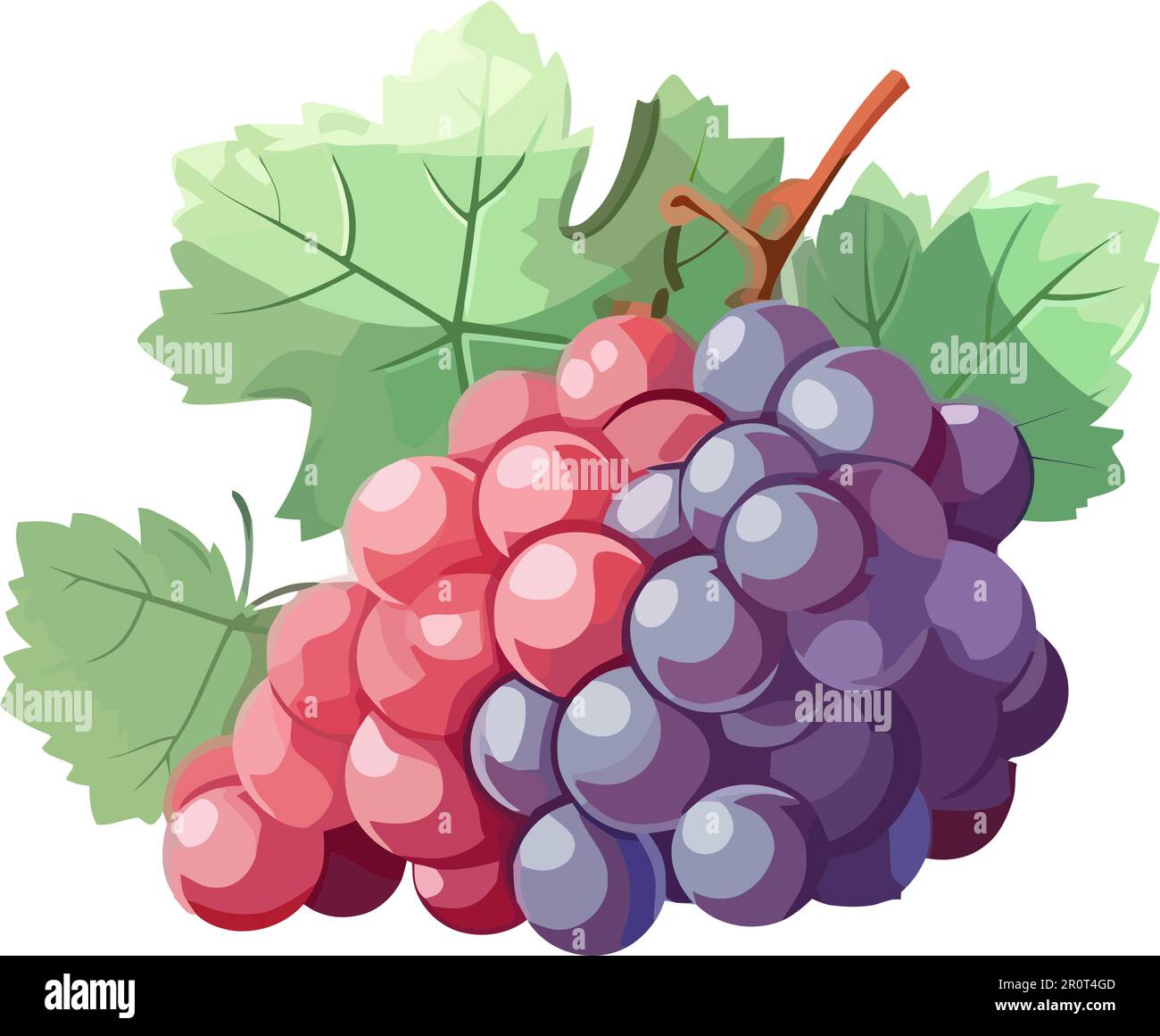 Fresh grape bunches ripe for winemaking season Stock Vector Image & Art ...