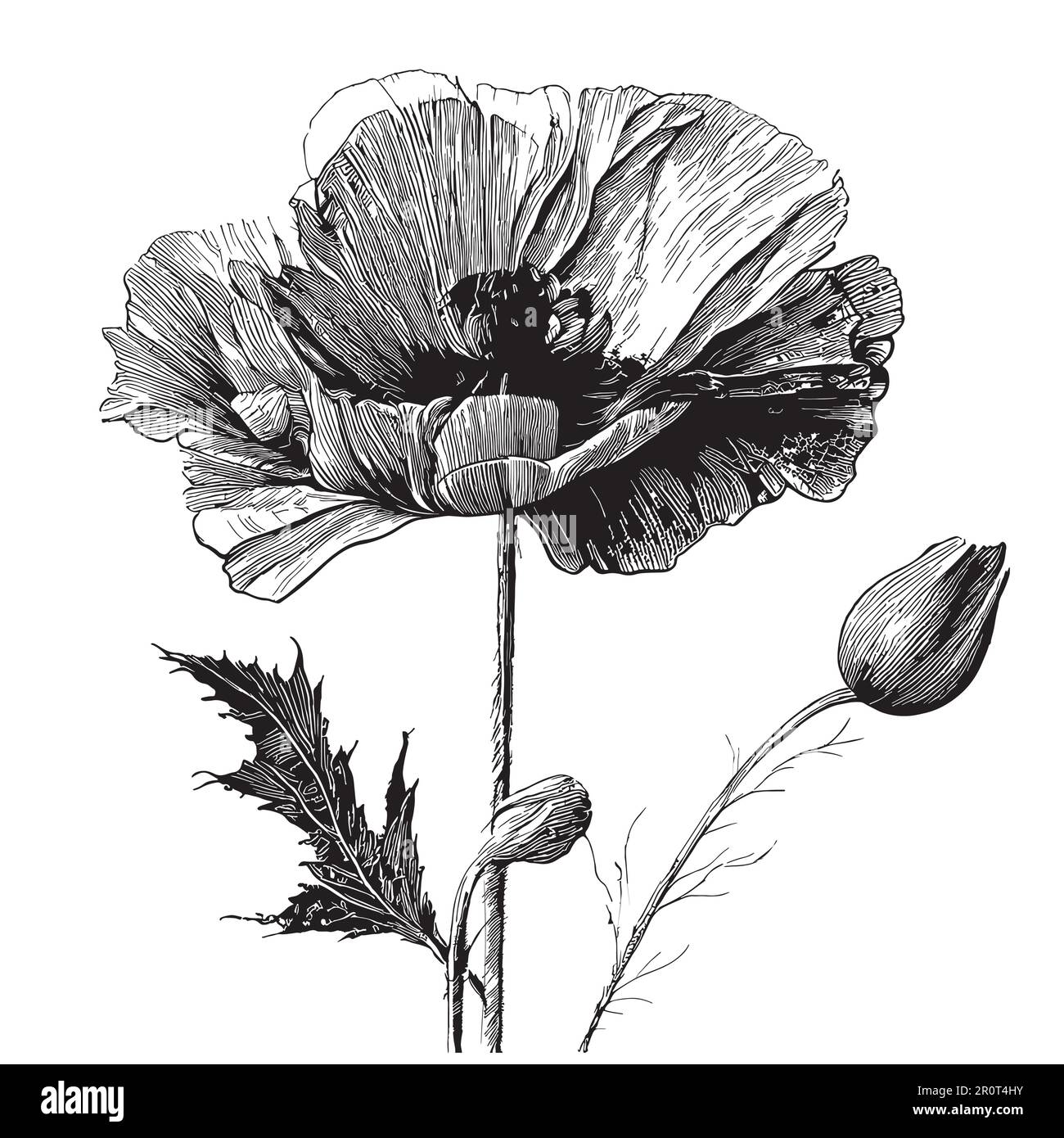 Poppy flower drawing hi-res stock photography and images - Alamy