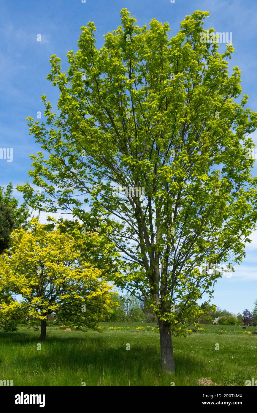 Two maples trees Acer cappadocicum, Acer campestre, Cultivars, "Aureum ...