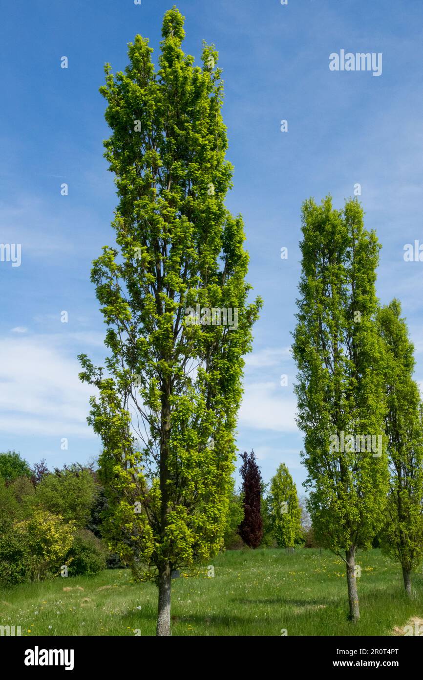 English Oak Tree, Quercus robur "Zeeland Stock Photo - Alamy