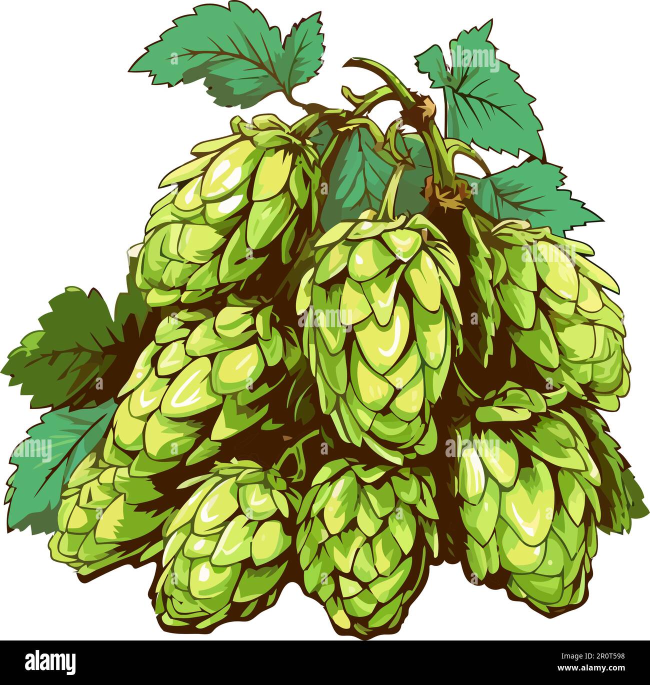 Green hop cones Stock Vector Images - Alamy