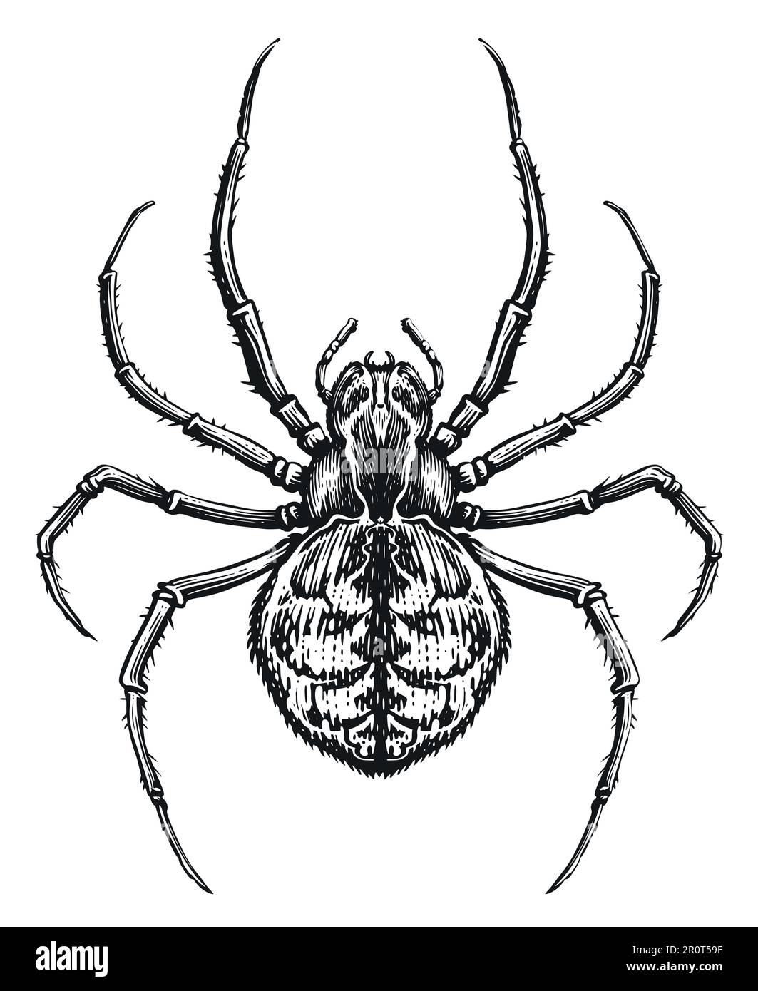 Spider sketch. Animal insect in vintage engraving style. Vector ...