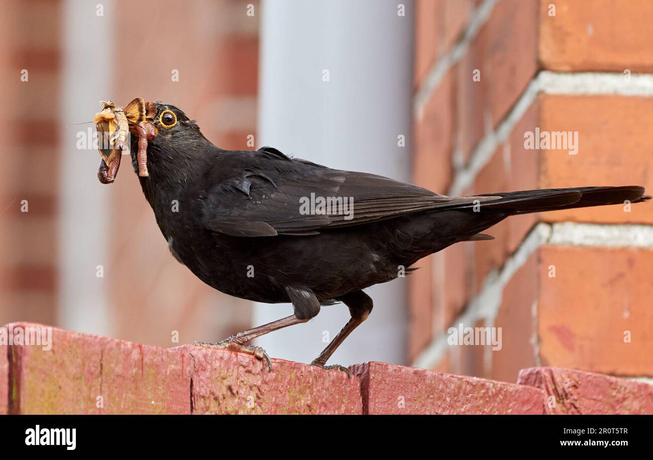Blackbird in little forest hi-res stock photography and images - Alamy