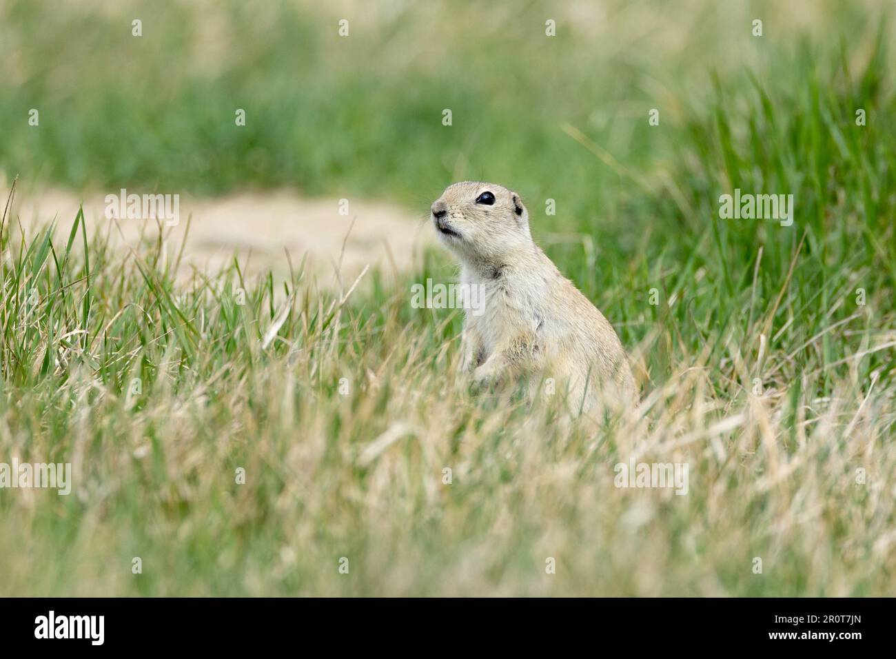 Gopher in the grass hi-res stock photography and images - Alamy