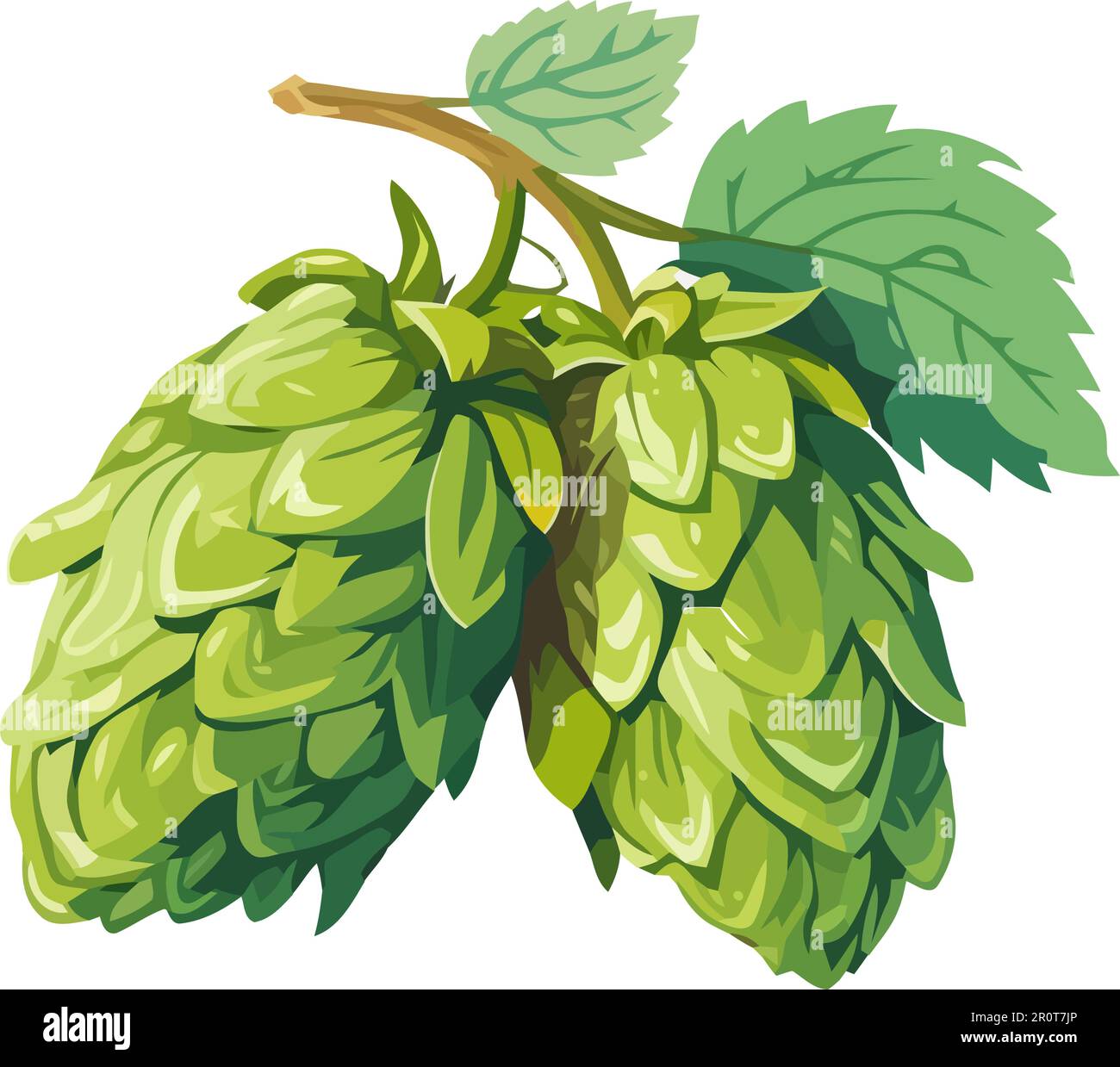 Fresh hop plant symbolizes organic brewery Stock Vector Image & Art - Alamy