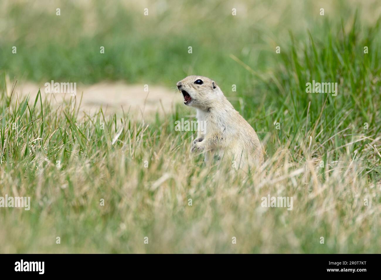 Gopher standing in prairie grass and squeaking with mouth wide open ...
