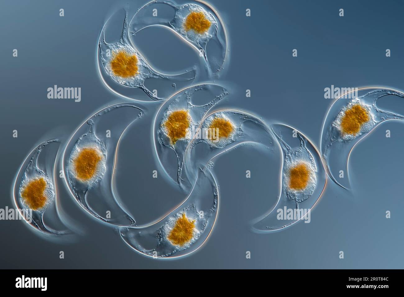 Pyrocystis lunula algae, light micrograph Stock Photo - Alamy