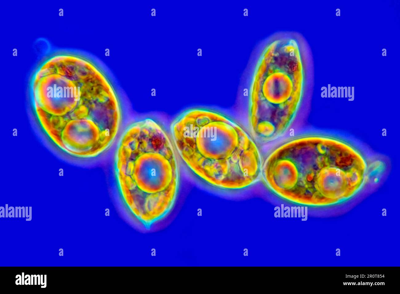 Phacus algae, light micrograph Stock Photo - Alamy
