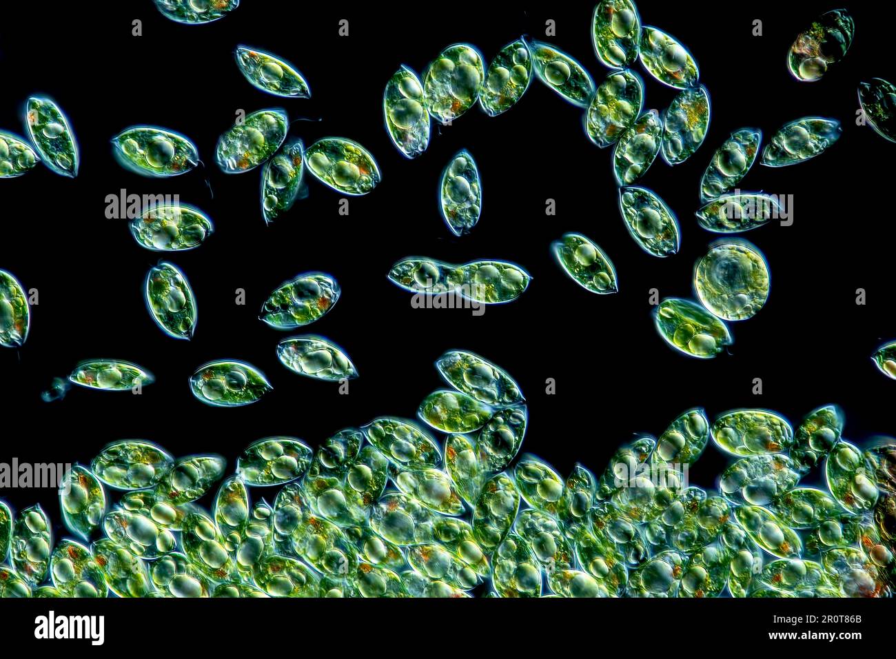 Phacus algae, light micrograph Stock Photo - Alamy