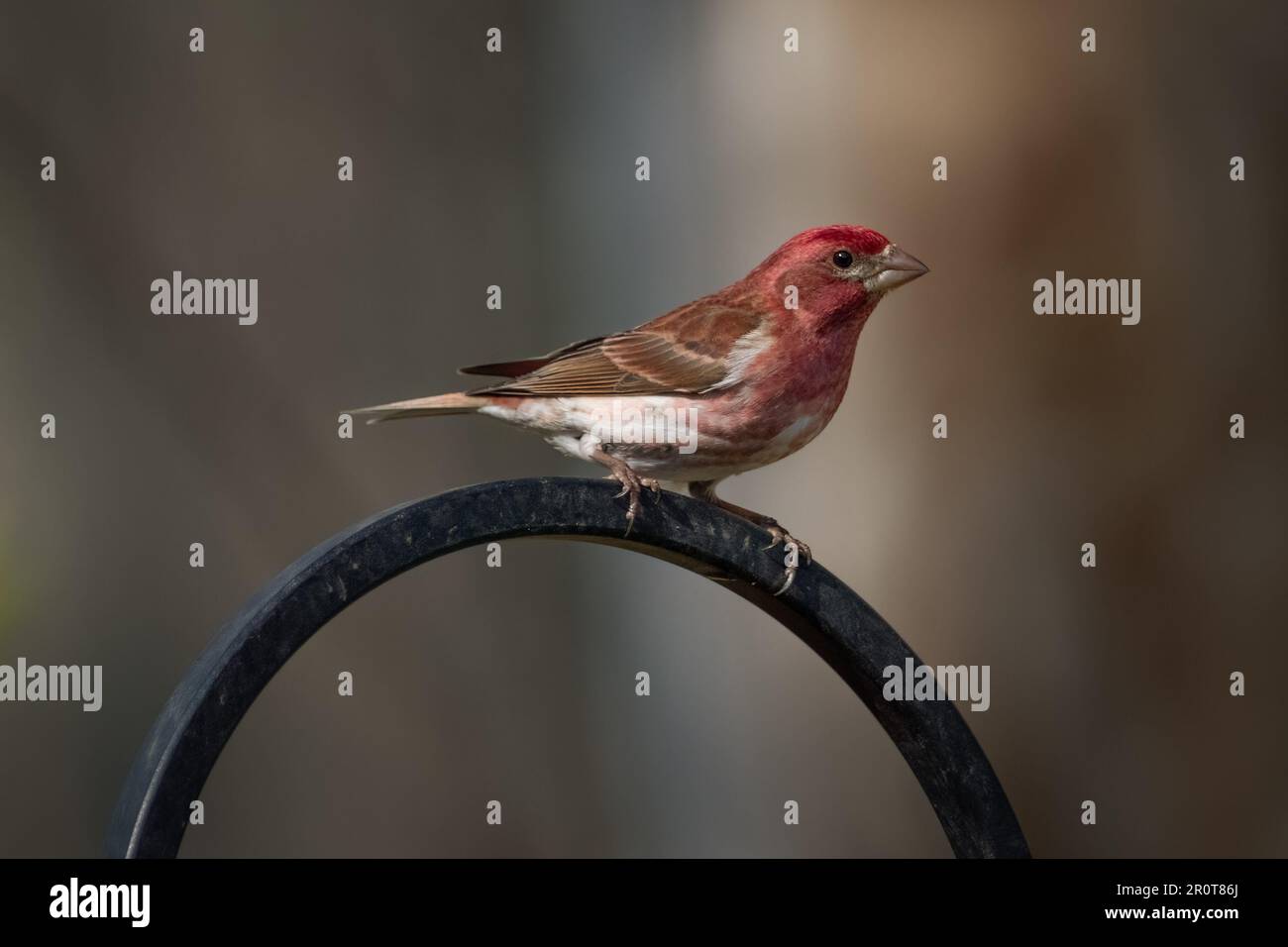 Finch perching hi-res stock photography and images - Alamy