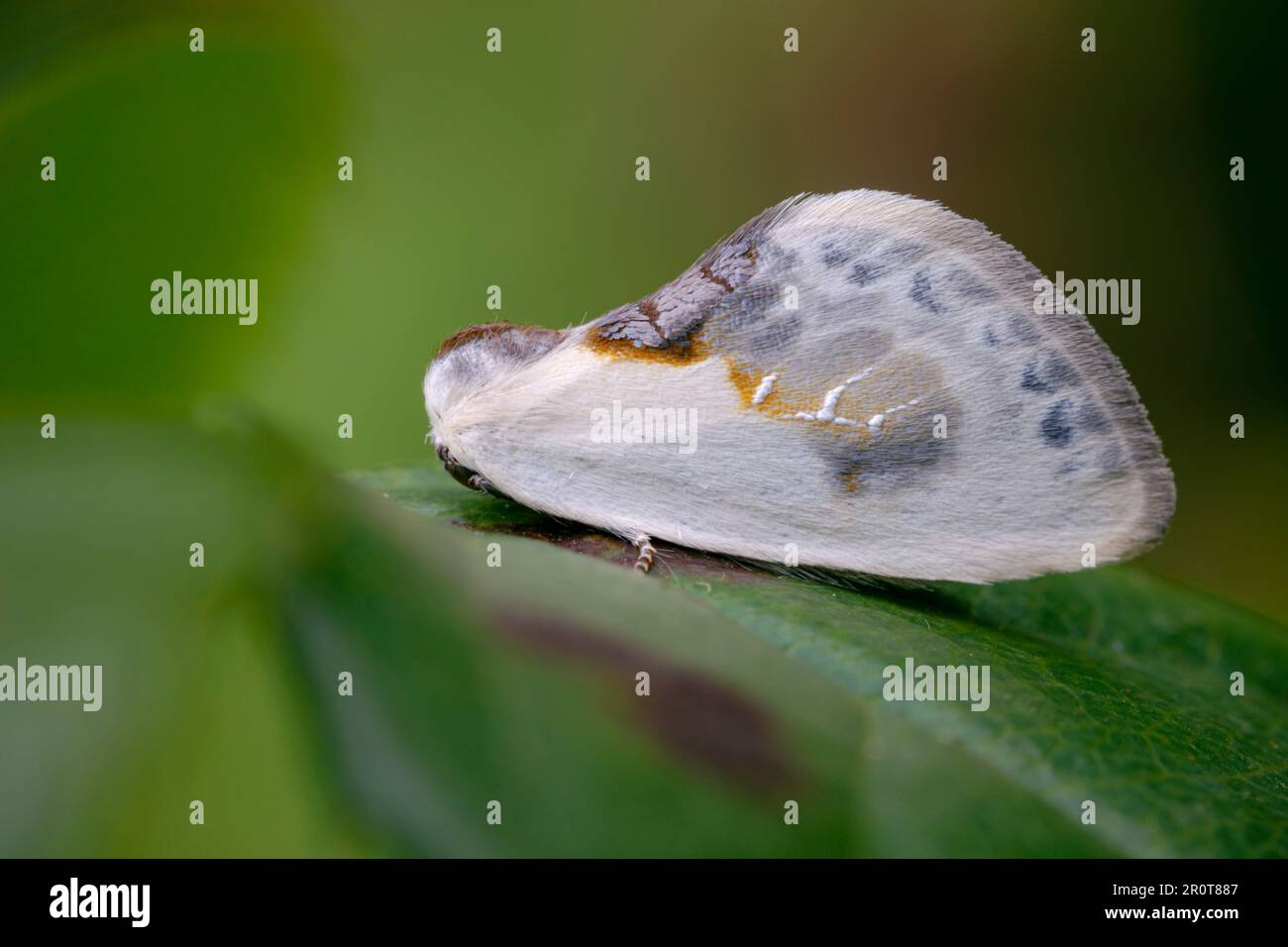 Chinese character moth Stock Photo - Alamy