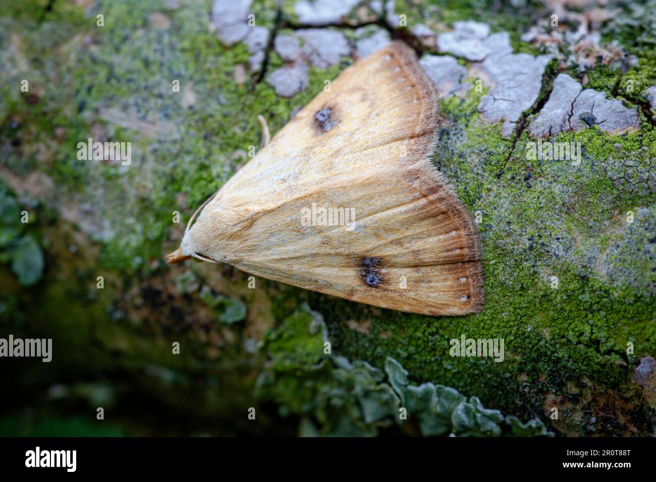 Straw dot moth Stock Photo - Alamy