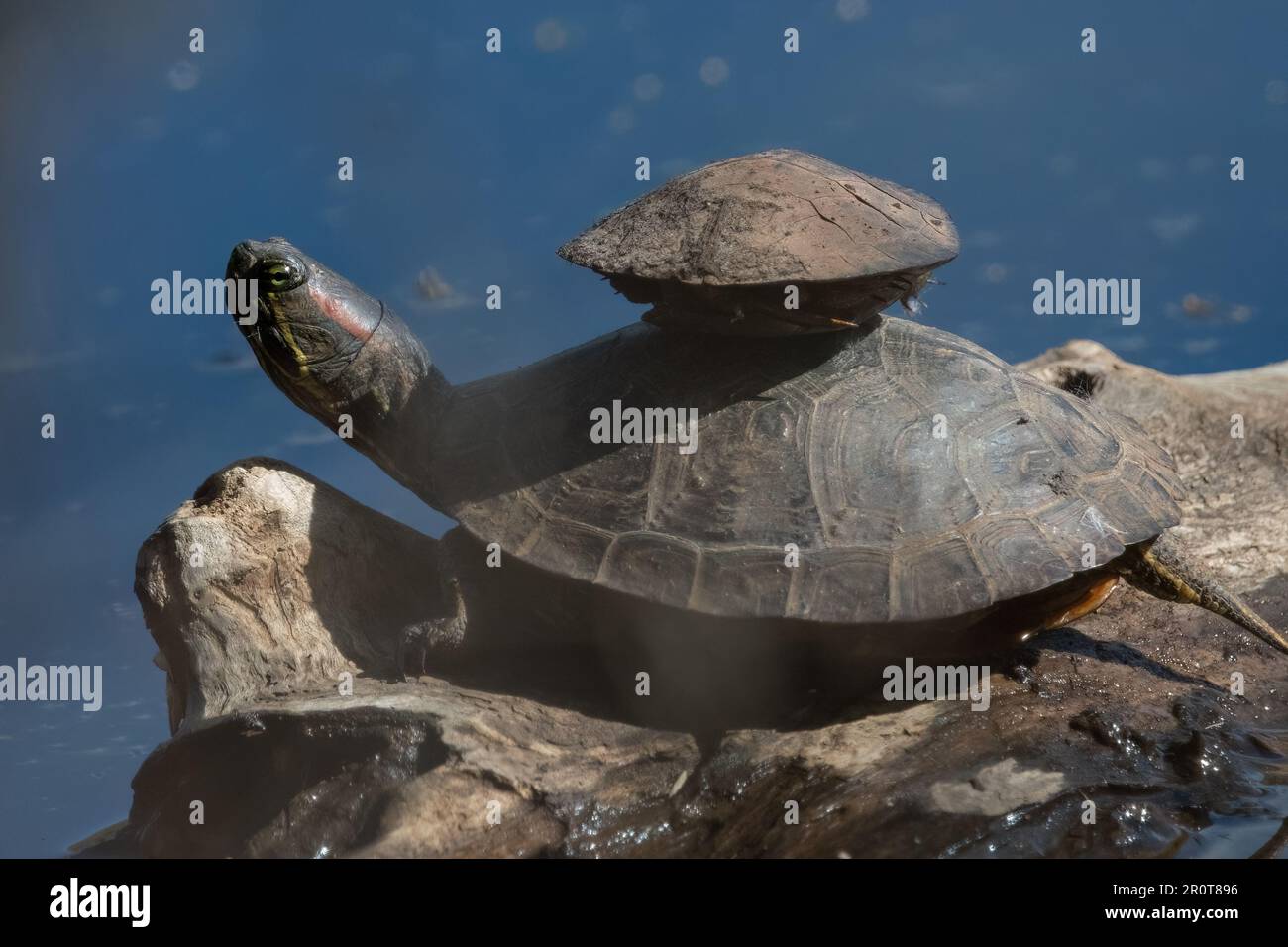 Painted turtle on log with smaller turtle on back Stock Photo - Alamy