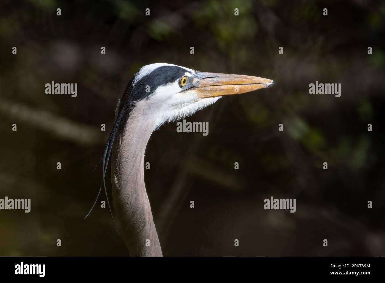 Great Blue Heron close up of head from side Stock Photo - Alamy