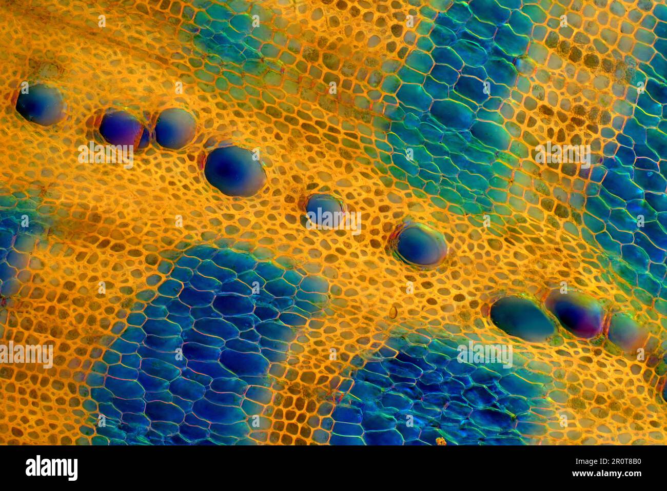 Nettle stalk, light micrograph Stock Photo - Alamy