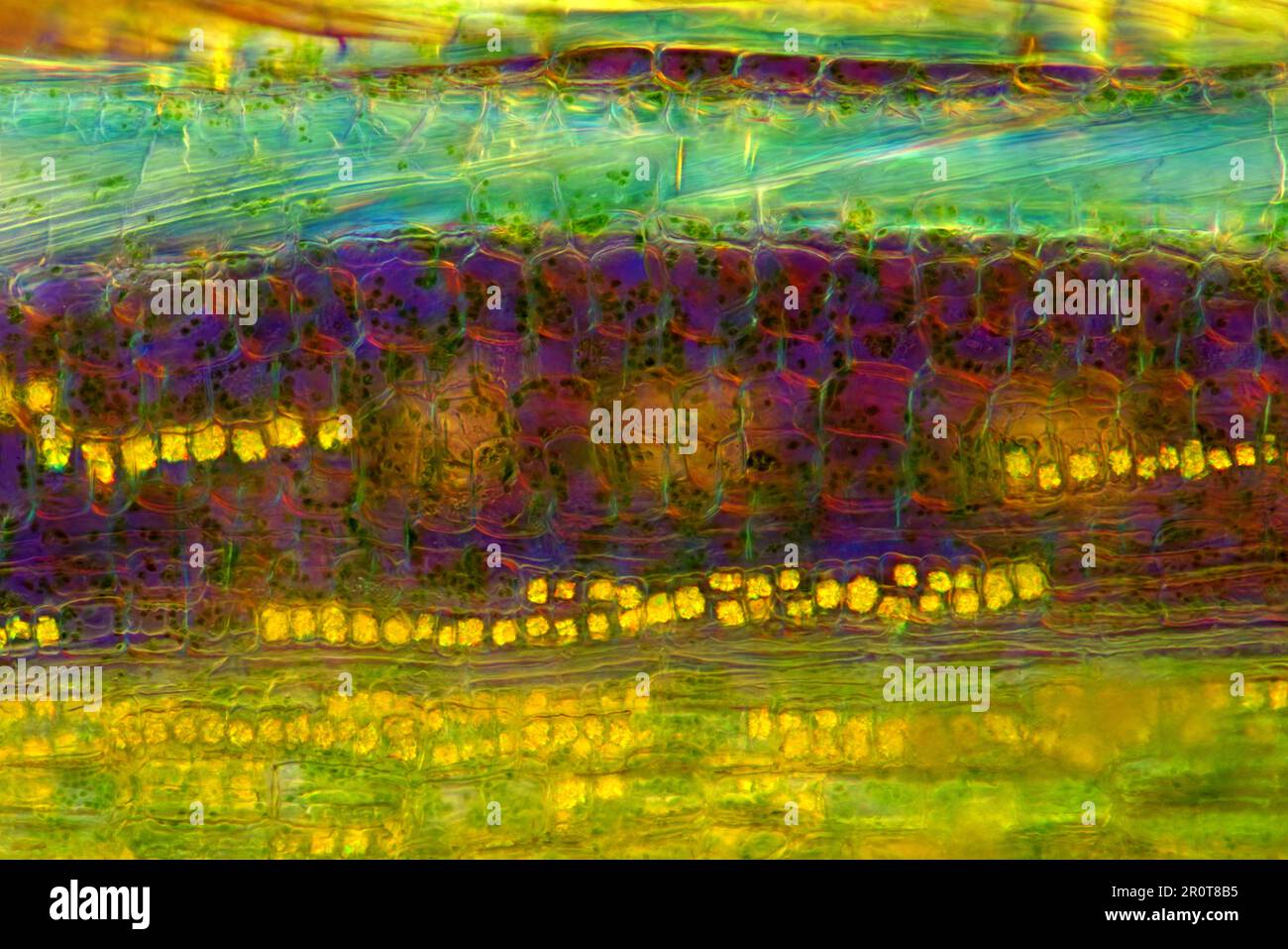 Nettle stalk, light micrograph Stock Photo - Alamy