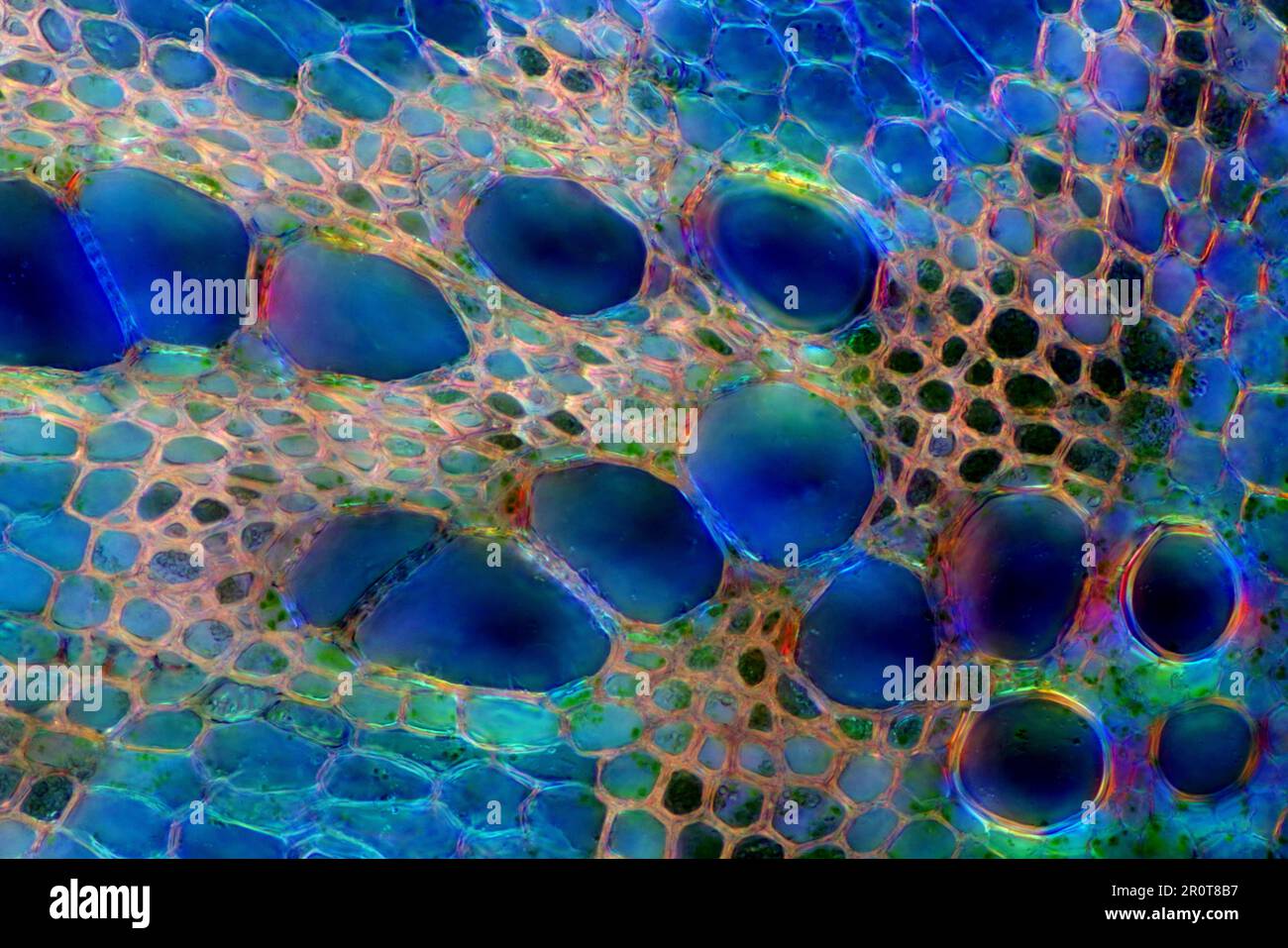 Nettle stalk, light micrograph Stock Photo - Alamy