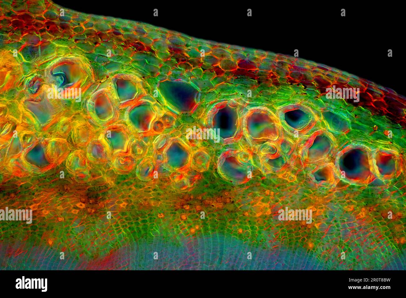 Nettle stalk, light micrograph Stock Photo - Alamy