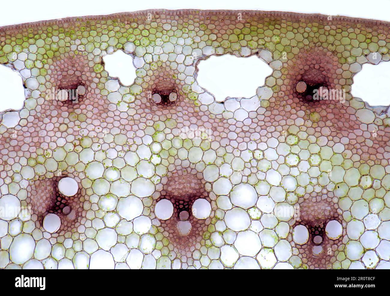 Reed stalk, light micrograph Stock Photo - Alamy