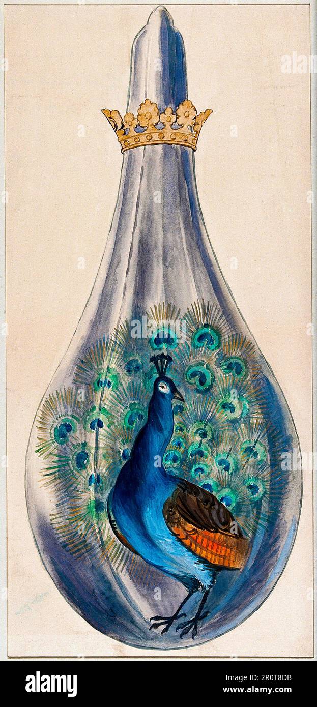 Alchemy's peacock stage, 16th century conceptual illustration Stock ...