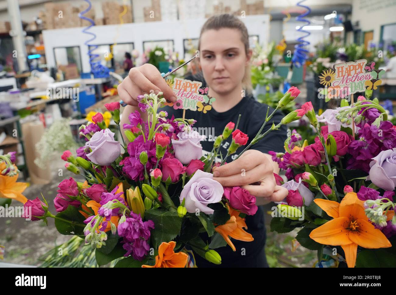 St. Louis, United States. 09th May, 2023. Flower arranger Ellen Schott ...