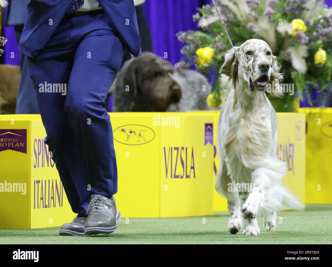 New York, United States. 09th May, 2023. The English Setter wins best ...