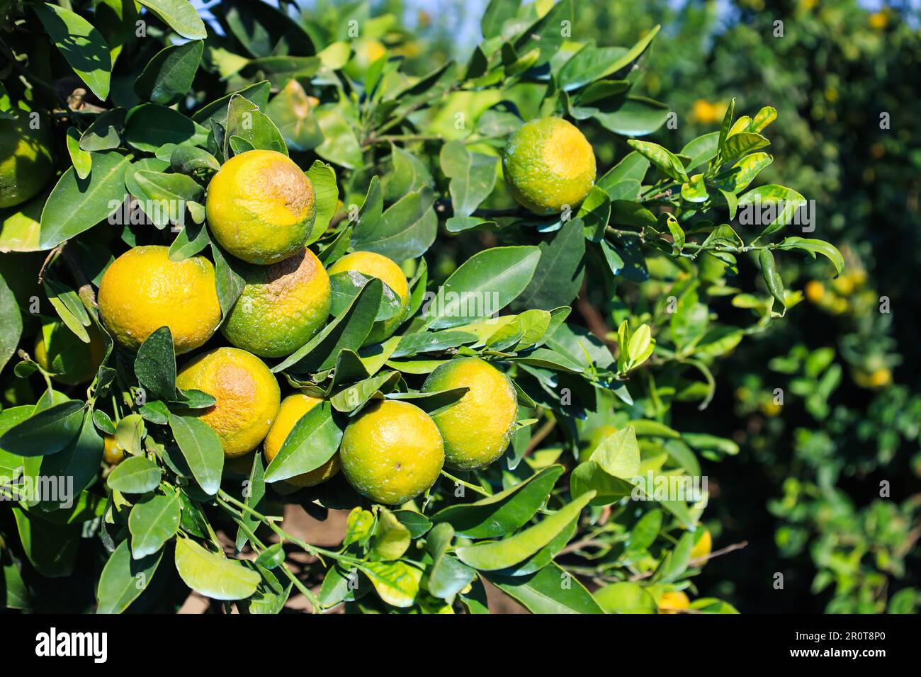Tangerine trees unripe fruits hi-res stock photography and images - Alamy