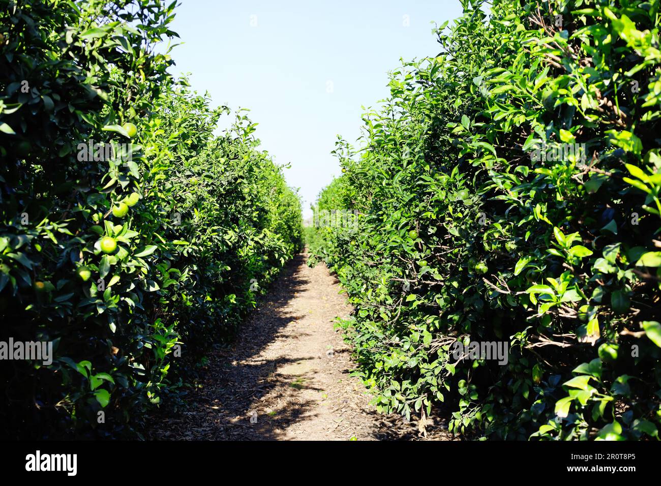 Tangerine bushes hi-res stock photography and images - Alamy