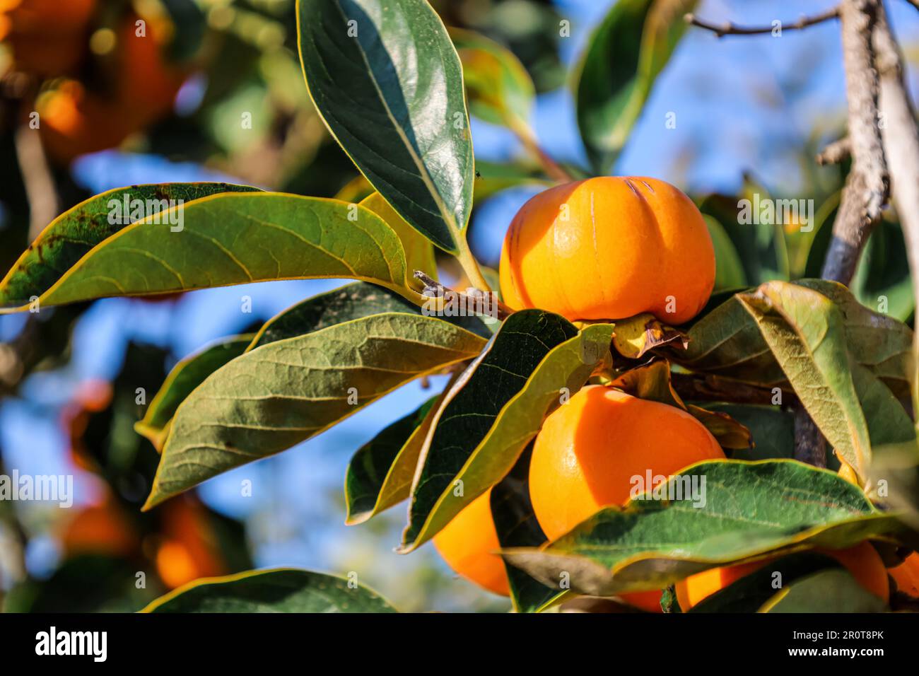 Tree branches with ripe persimmon fruits outdoors, closeup Stock Photo ...