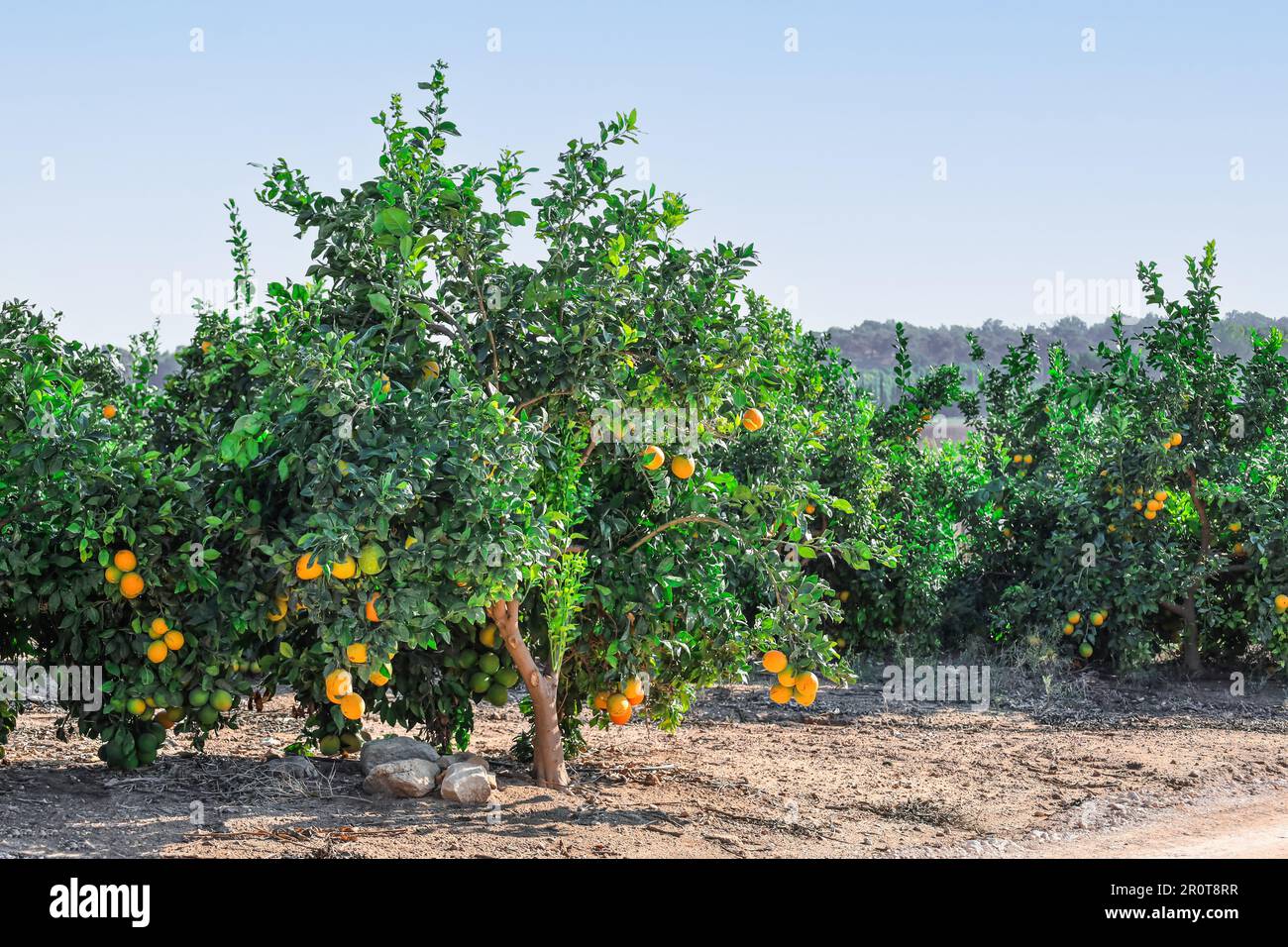 Orange trees with fruits on plantation Stock Photo - Alamy