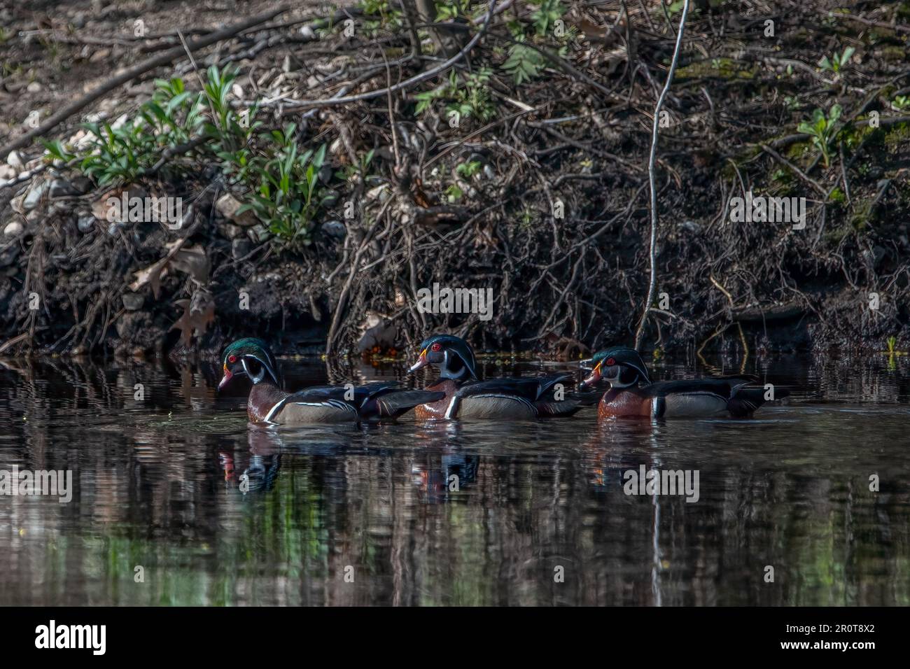 A group of wood duck drakes in swamp Stock Photo - Alamy