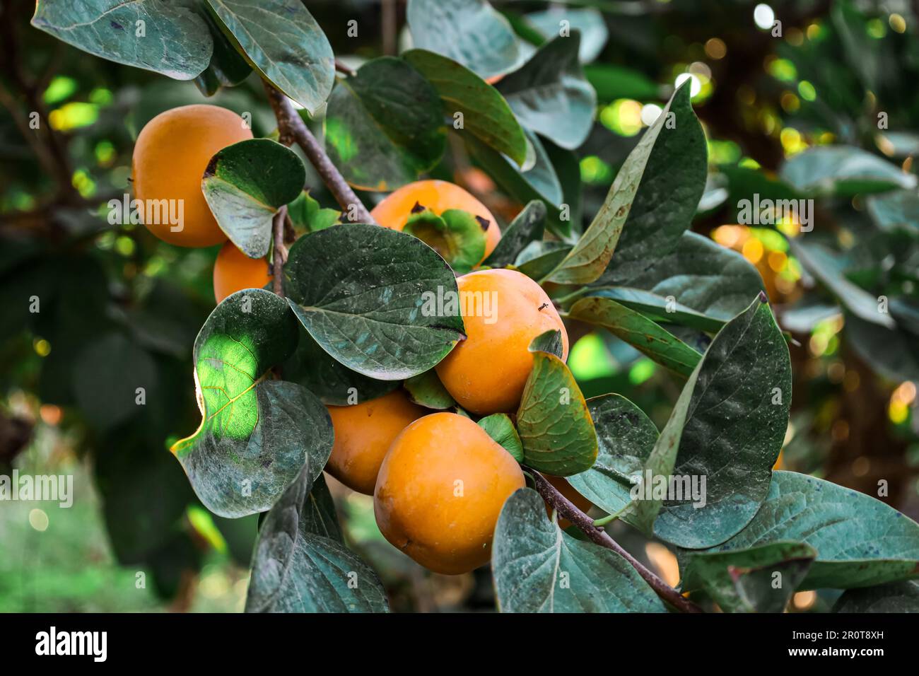 Branches of persimmon tree with fruits on plantation Stock Photo - Alamy