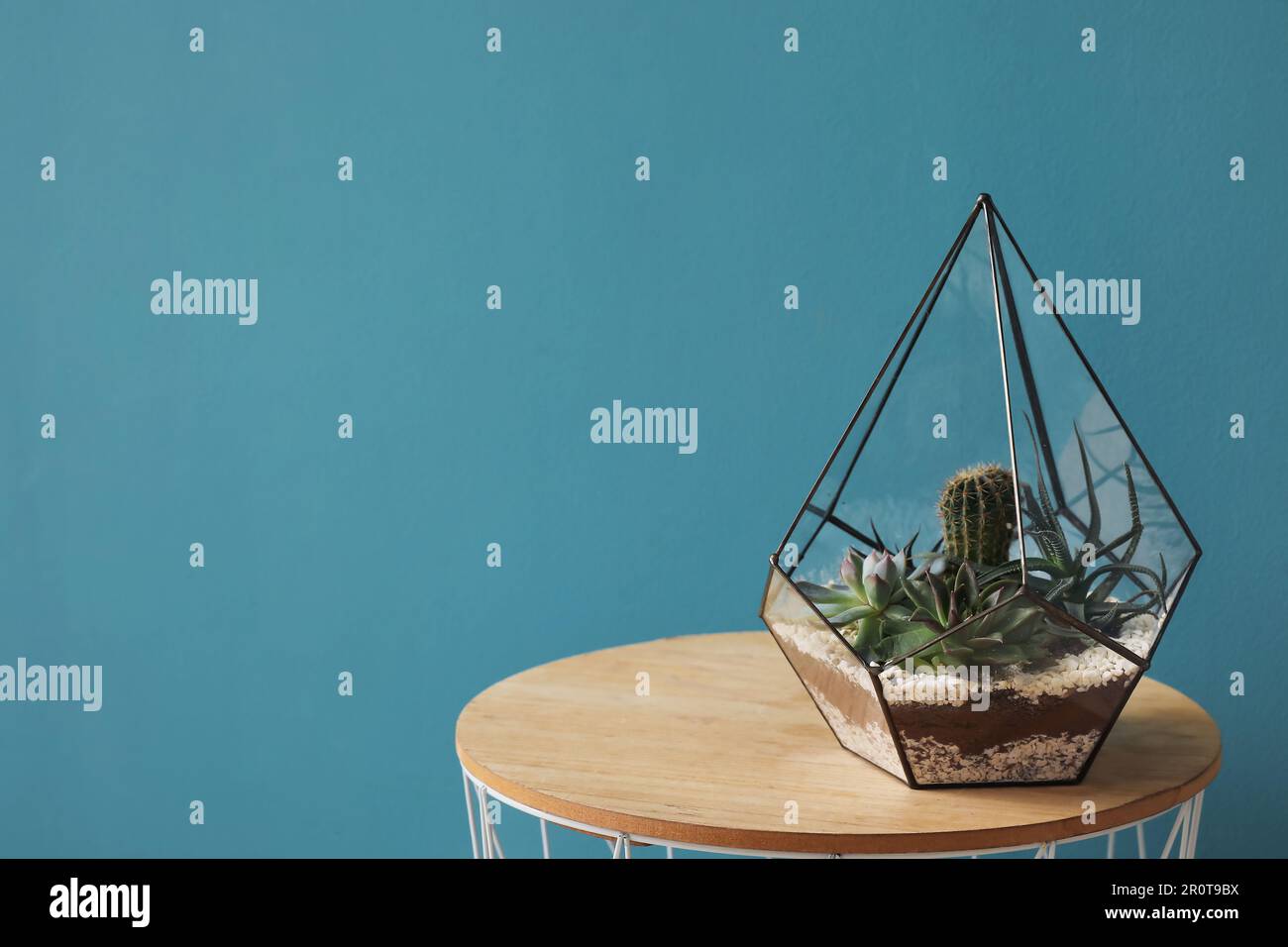 Florarium on table near blue wall Stock Photo - Alamy