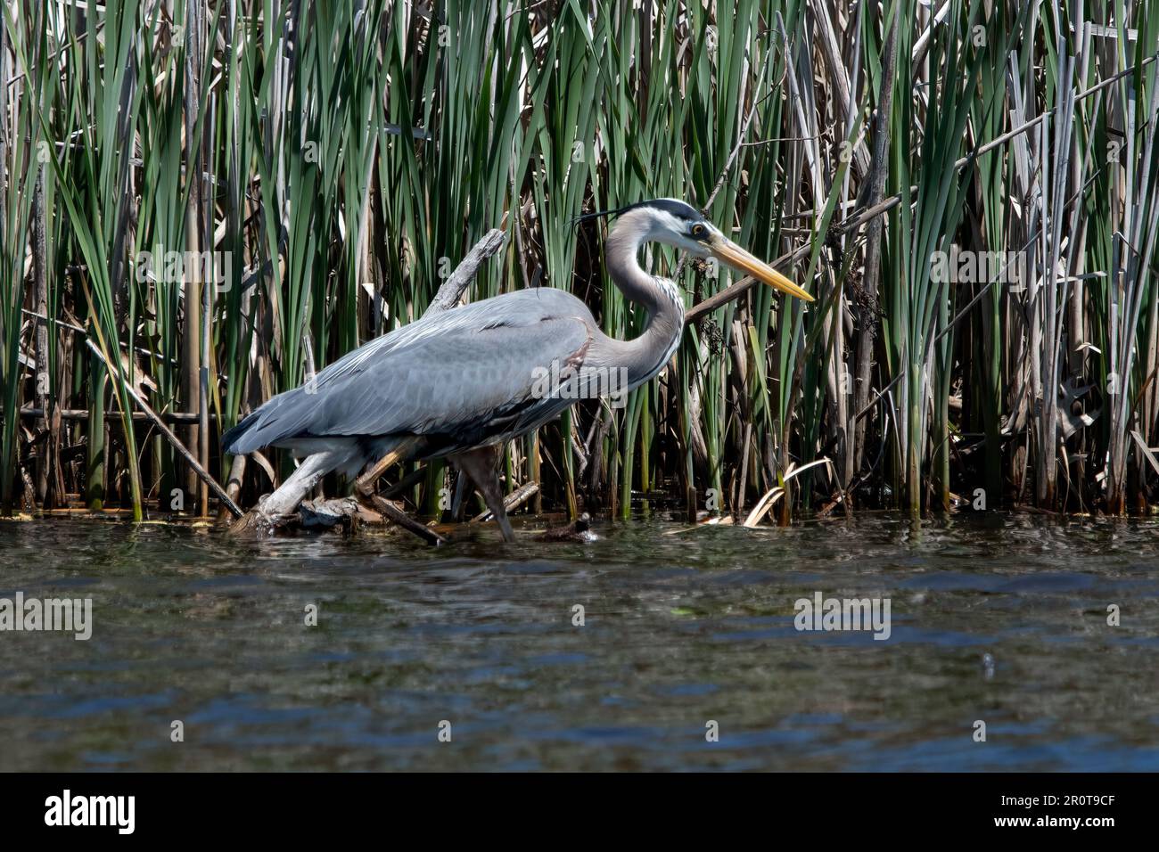 A great blue heron wading in shallow water along reeds Stock Photo - Alamy