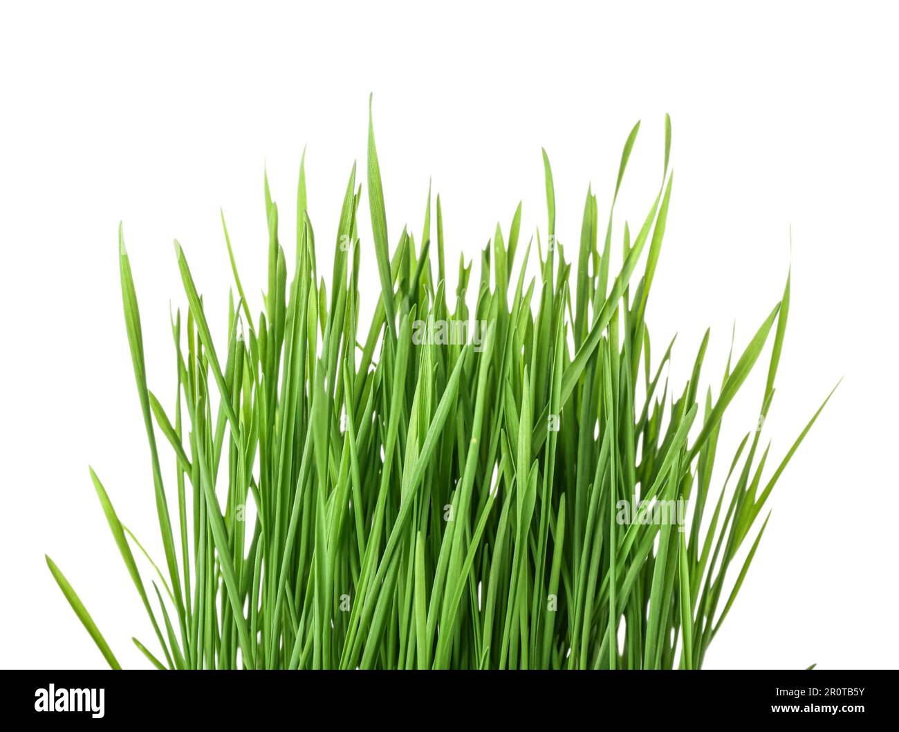 Sprouting wheatgrass hi-res stock photography and images - Alamy