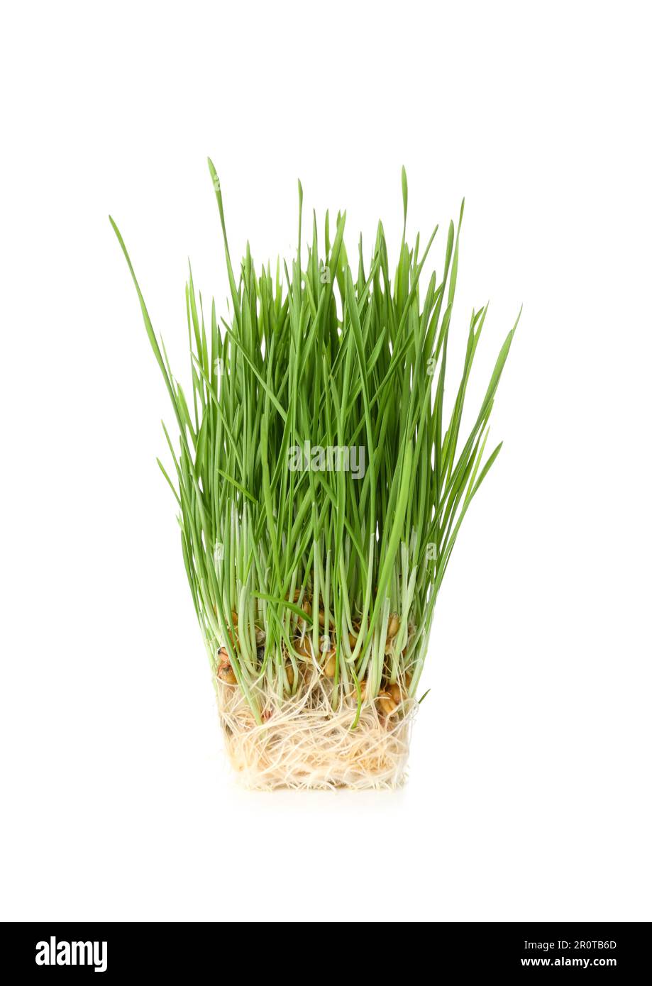 Fresh wheatgrass on white background Stock Photo - Alamy