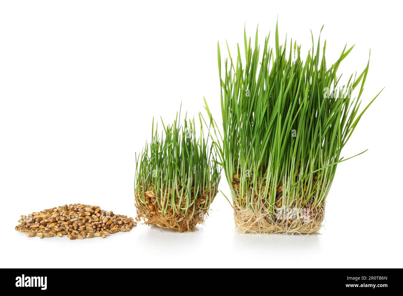 Fresh wheatgrass on white background Stock Photo - Alamy